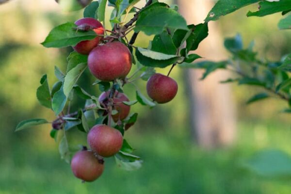 The Blue Pearmain Apple - Minneopa Orchards