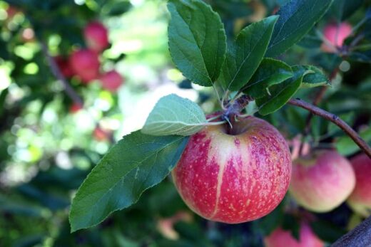 The Blue Pearmain Apple - Minneopa Orchards