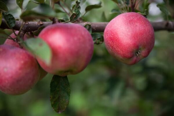 The Blue Pearmain Apple - Minneopa Orchards