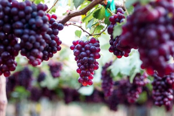 Gum Drop Grapes - Minneopa Orchards