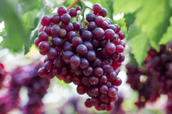 Candy Hearts Grapes - Minneopa Orchards