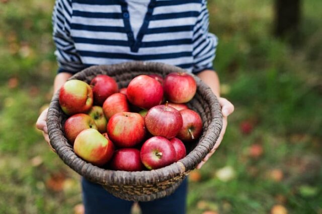 The SweeTango Apple - Minneopa Orchards