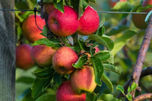The Royal Gala Apple - Minneopa Orchards