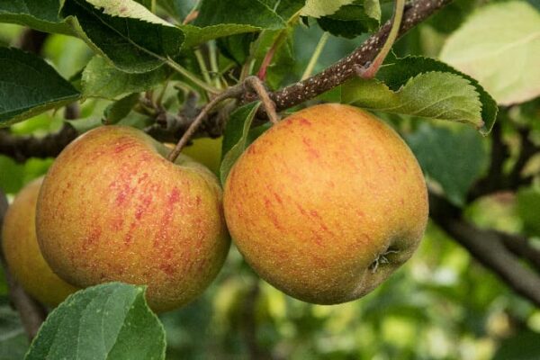 The Rubinette Apple - Minneopa Orchards