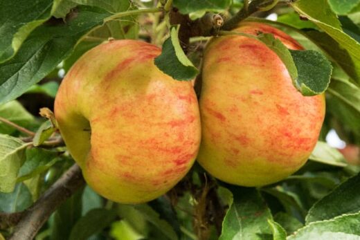 The Rubinette Apple - Minneopa Orchards