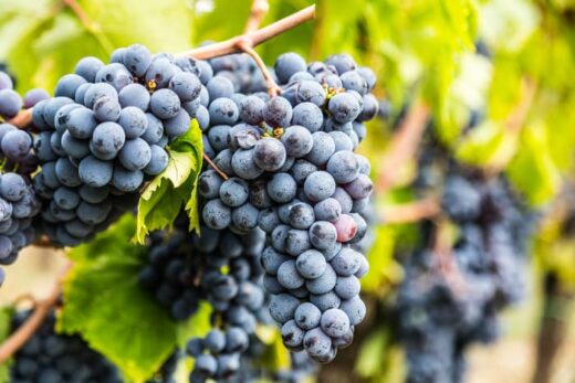 The 12 Best Grapes for Making Wine - Minneopa Orchards