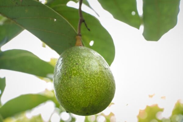 11 Types of Avocados - Minneopa Orchards