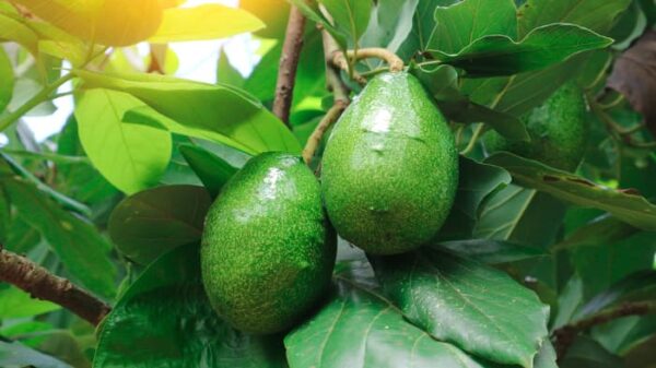 11 Types of Avocados - Minneopa Orchards