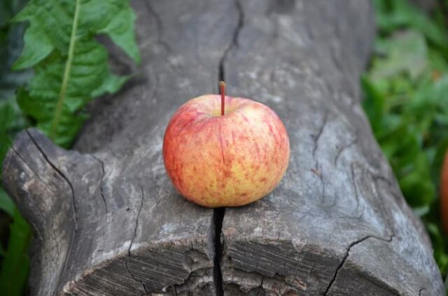 The Rubinette Apple - Minneopa Orchards