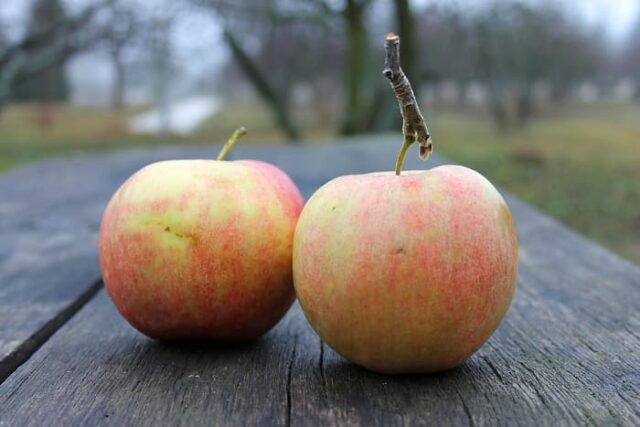 The Rubinette Apple - Minneopa Orchards