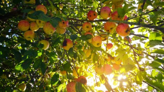 The Atlas Apple - Minneopa Orchards