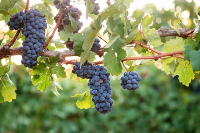 The 12 Best Grapes for Making Wine - Minneopa Orchards