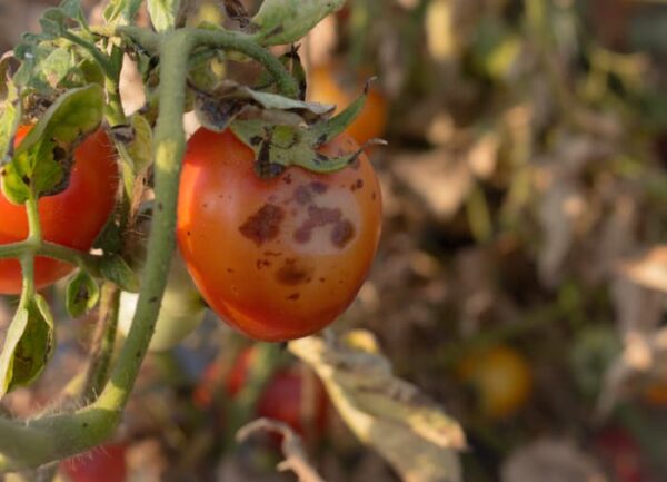 The 7 Most Common Tomato Plant Diseases - Minneopa Orchards