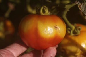 The 7 Most Common Tomato Plant Diseases - Minneopa Orchards