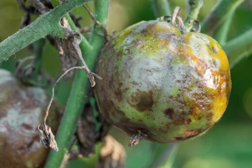 The 7 Most Common Tomato Plant Diseases - Minneopa Orchards