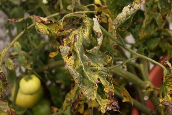 The 7 Most Common Tomato Plant Diseases - Minneopa Orchards
