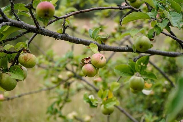 The Annurca Apple - Minneopa Orchards