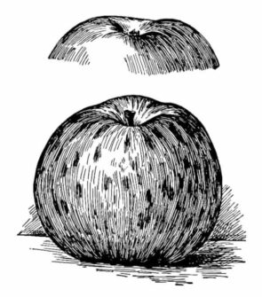 The Blue Pearmain Apple - Minneopa Orchards