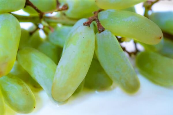 Witch Finger Grapes: Why Choosing a Name Wisely Matters! - Minneopa ...