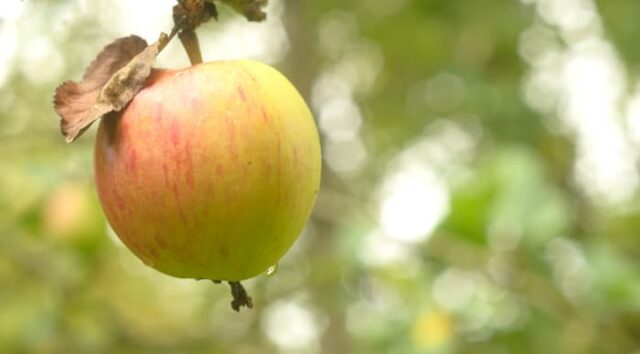 The Ribston Pippin Apple - Minneopa Orchards