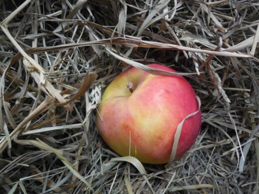 The Ribston Pippin Apple - Minneopa Orchards