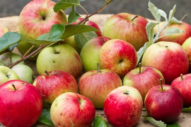 The Ribston Pippin Apple - Minneopa Orchards