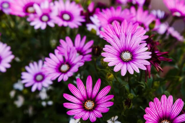 20 Types of Daisies to Bring Amazing Color to Your Garden - Minneopa ...