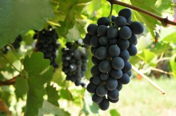 10 Kinds of Black Grapes - Minneopa Orchards
