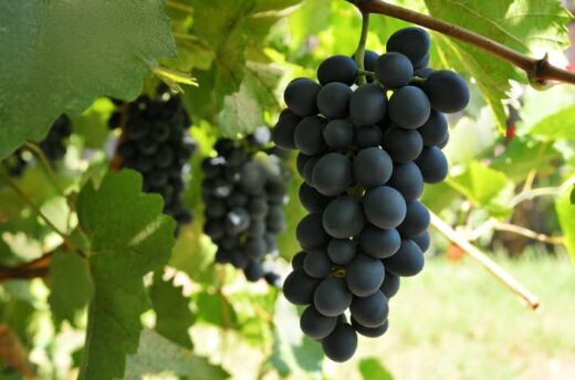 10 Kinds of Black Grapes - Minneopa Orchards