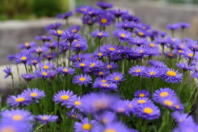 20 Types of Daisies to Bring Amazing Color to Your Garden - Minneopa ...