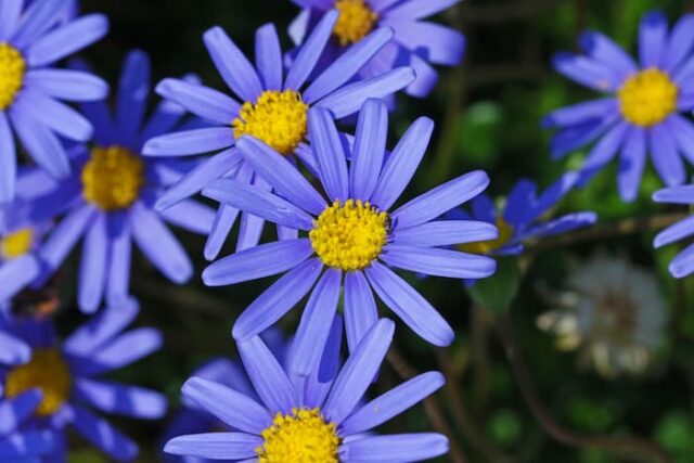 20 Types of Daisies to Bring Amazing Color to Your Garden - Minneopa ...
