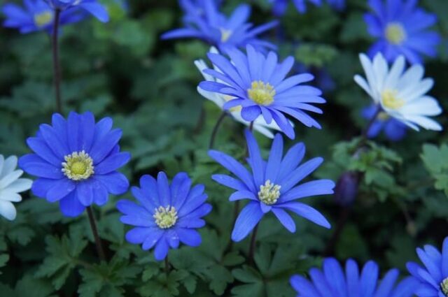 The Blue Marguerite Daisy - Minneopa Orchards