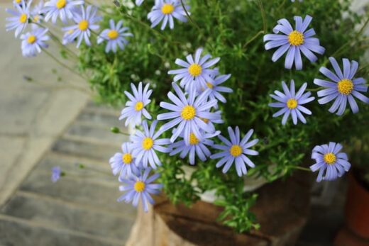 The Blue Marguerite Daisy - Minneopa Orchards