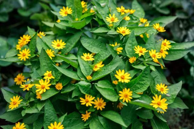 The Butter Daisy - Minneopa Orchards