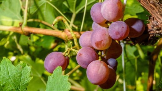 7 Kinds of Pink Grapes - Minneopa Orchards
