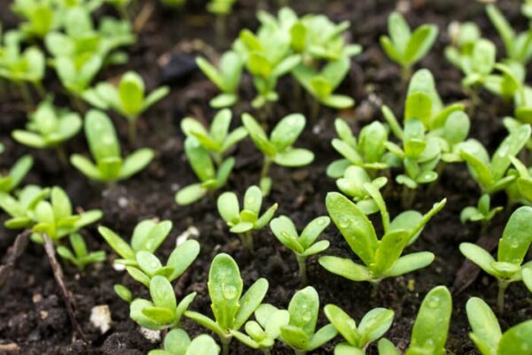 The Crown Daisy - Minneopa Orchards