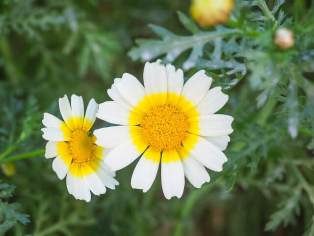 The Crown Daisy - Minneopa Orchards