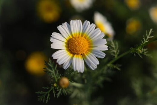 The Crown Daisy - Minneopa Orchards