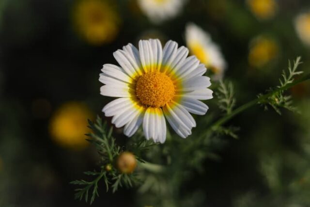 The Crown Daisy - Minneopa Orchards