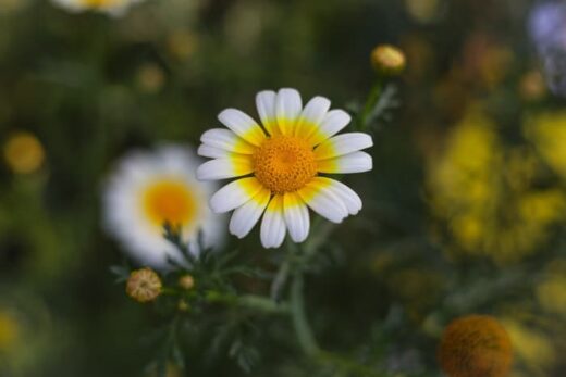 The Crown Daisy - Minneopa Orchards
