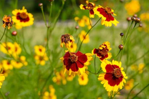 How to Deadhead Daisies - Minneopa Orchards