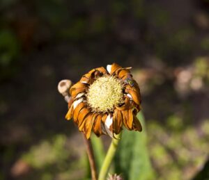 How to Deadhead Daisies - Minneopa Orchards