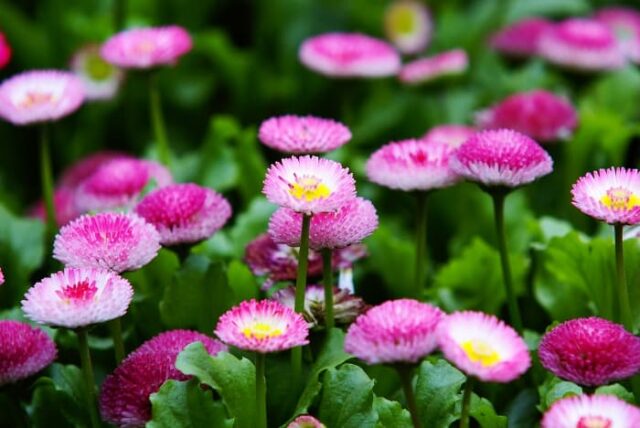 20 Types of Daisies to Bring Amazing Color to Your Garden - Minneopa ...