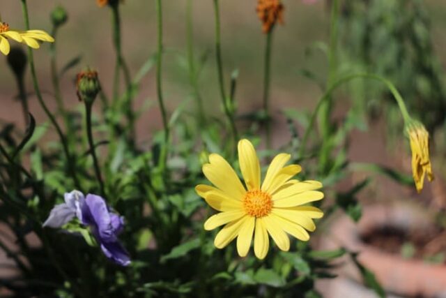 How to Deadhead Daisies - Minneopa Orchards