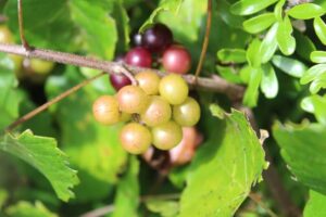 Wild Grapes - Minneopa Orchards