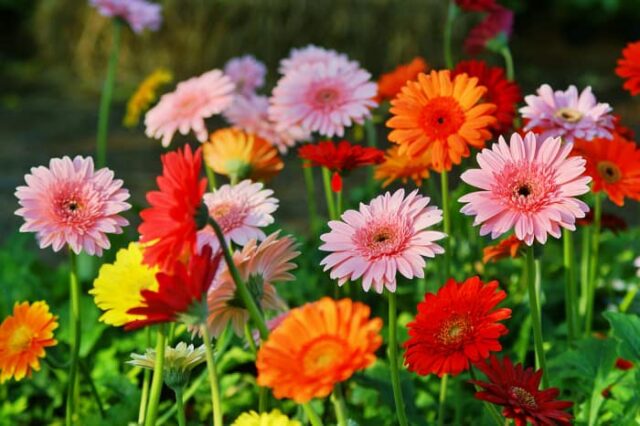 How to Deadhead Daisies - Minneopa Orchards