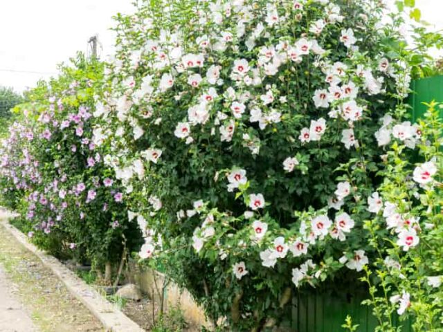 The Rose of Sharon - Minneopa Orchards