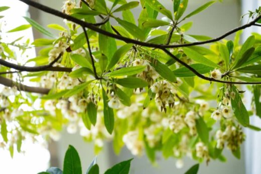 All About Japanese Blueberry Trees - Minneopa Orchards