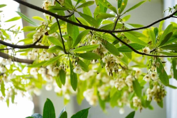 All About Japanese Blueberry Trees - Minneopa Orchards