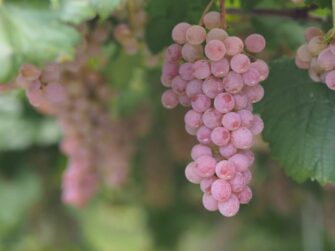 7 Kinds of Pink Grapes - Minneopa Orchards